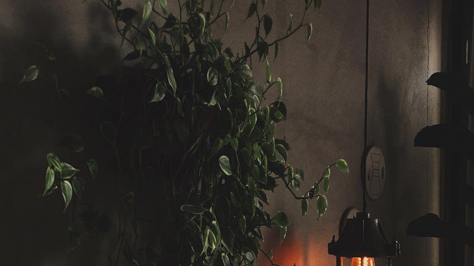 Shining in the Shade: Low Light Plants – Florauna Plant Shop